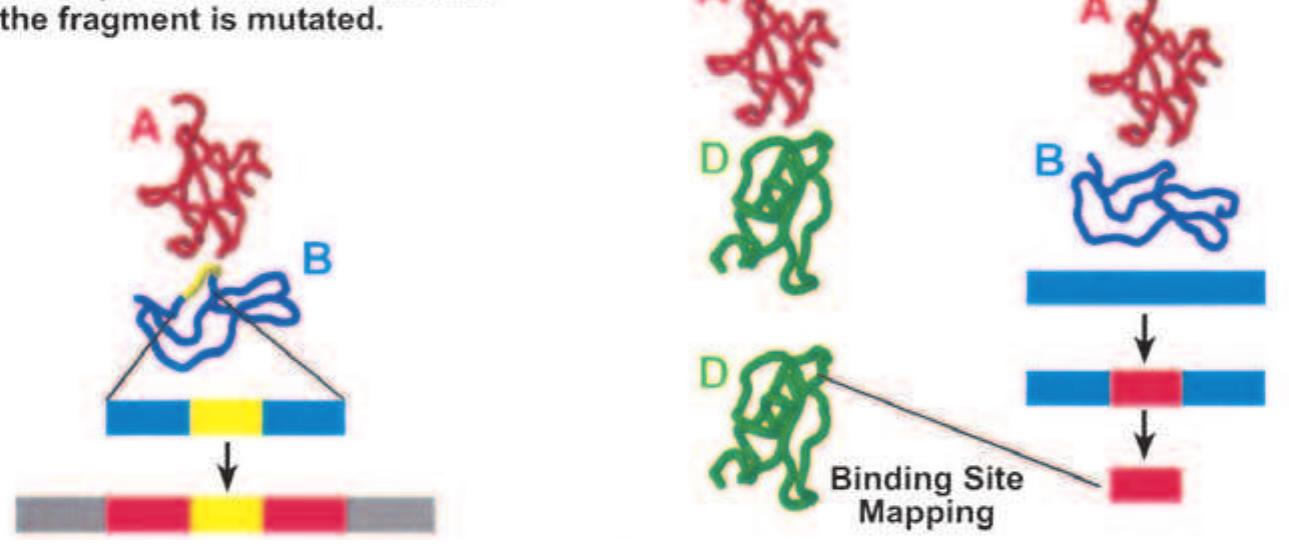 Library types. the different types of phage display