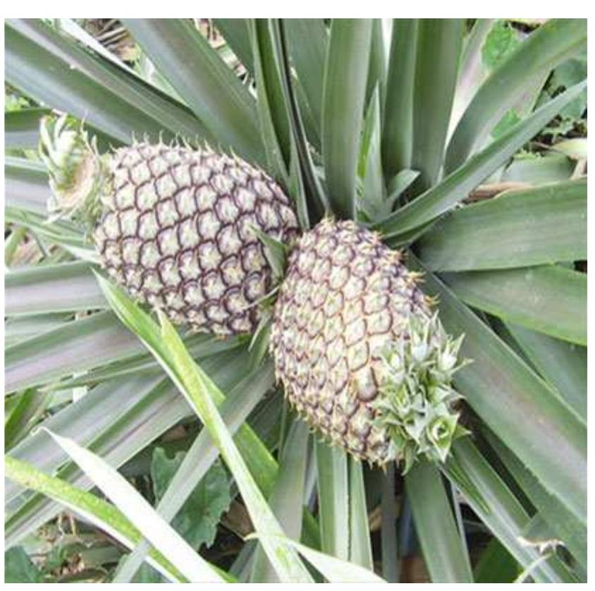 Pineapple plant