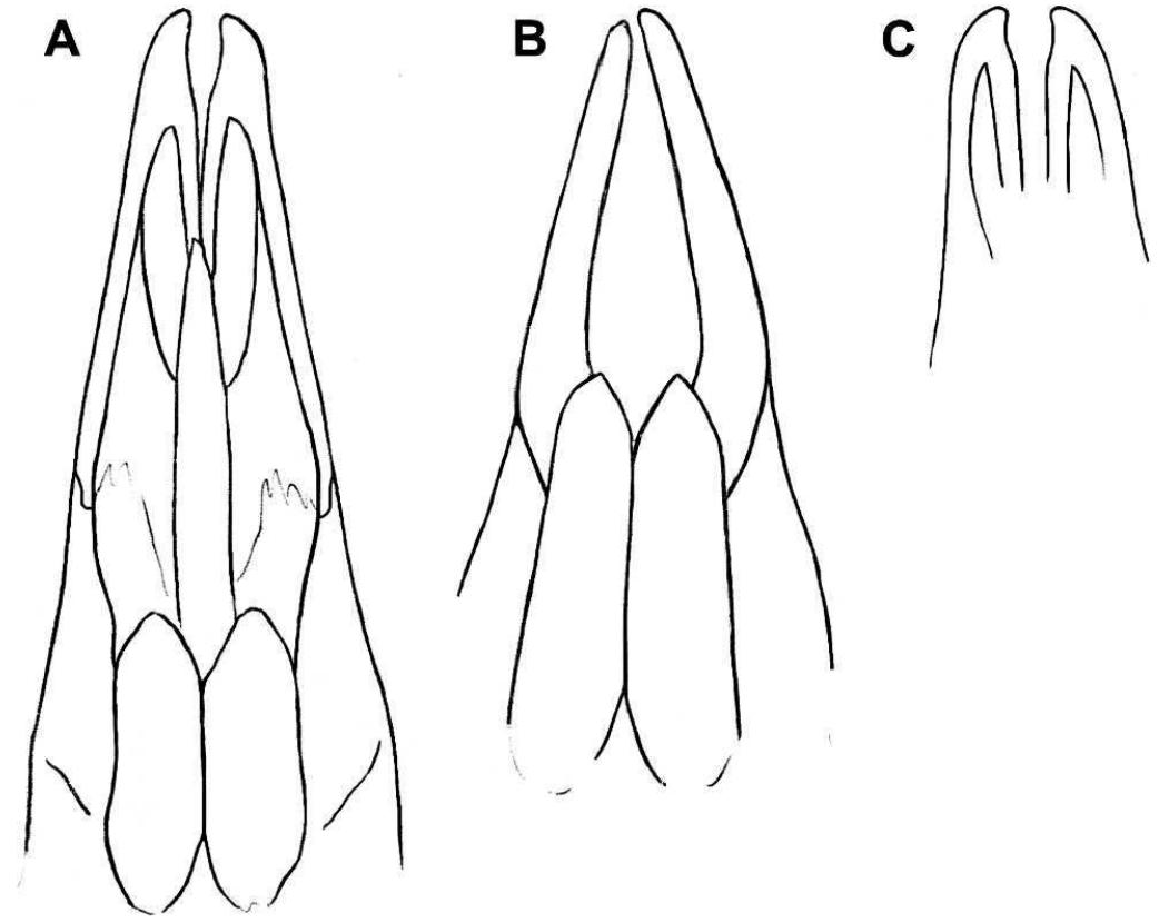 Premaxillary tip, dorsal view. a, alces alces; b, cervalces