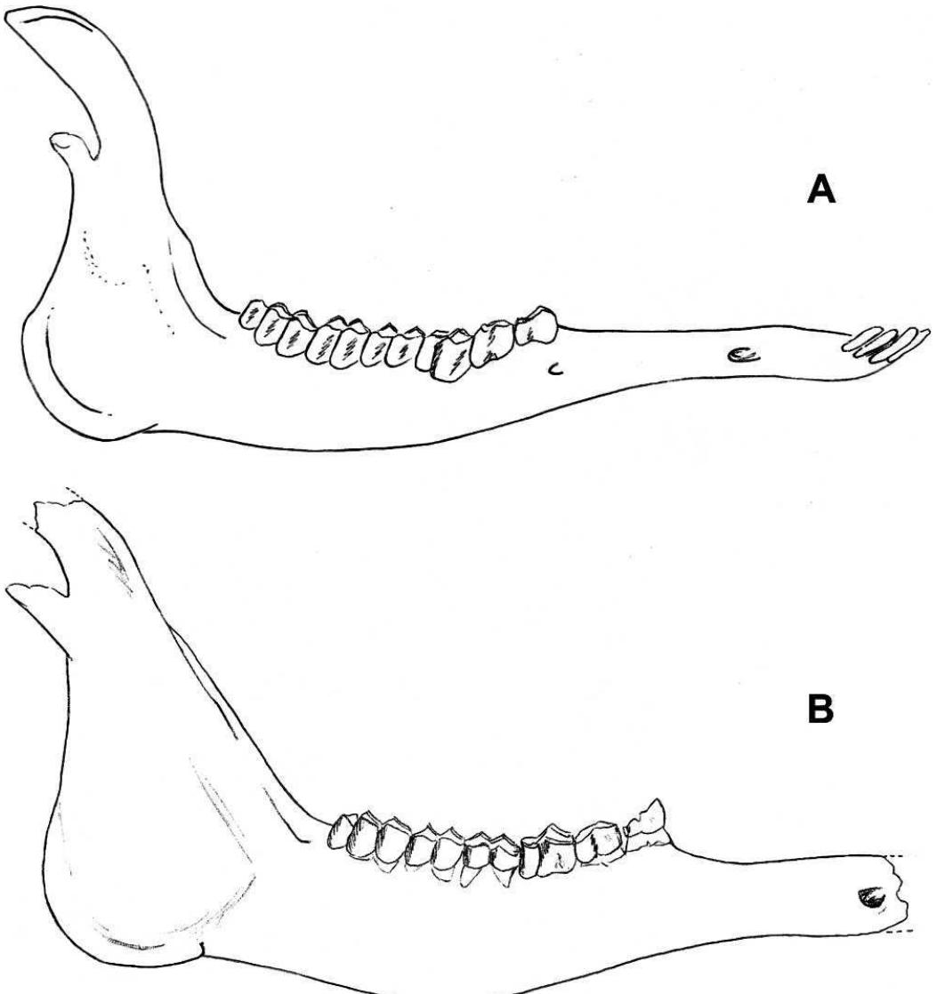 Mandibles, labial view. a, alces alces; b, cervalces (draw-