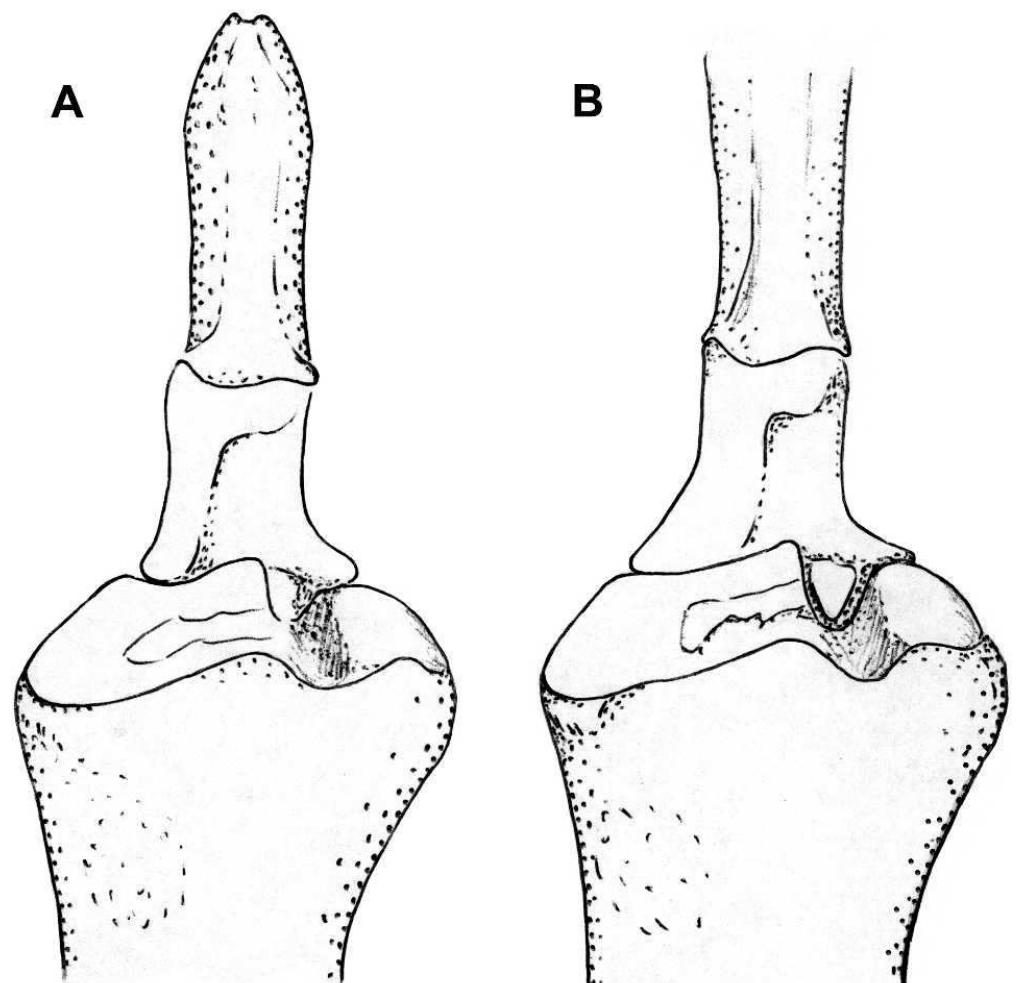 Proximal ulna-radius connection, ventral view, left leg. a,