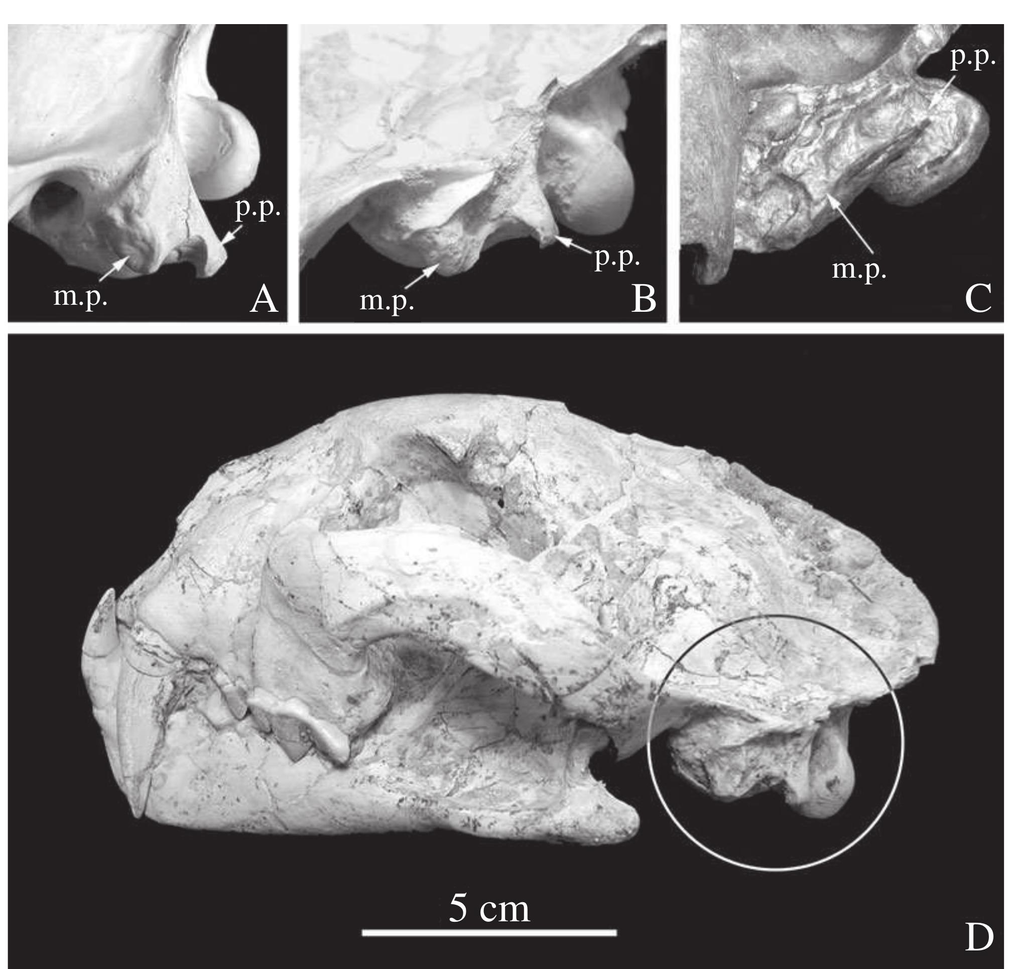 Figure 1 - from Aspects of the functional morphology in the