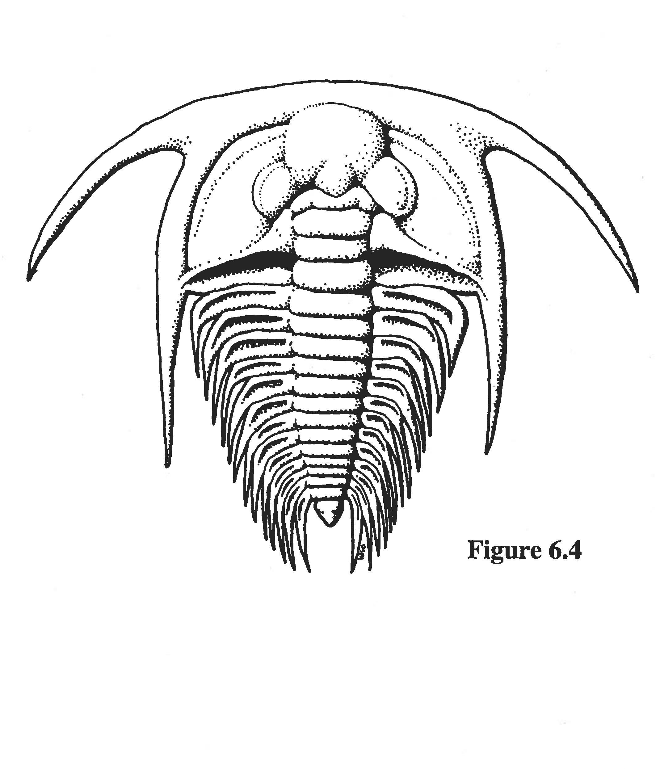 Figure 3 - Homeotic Genes, the Antennapedia Complex in the