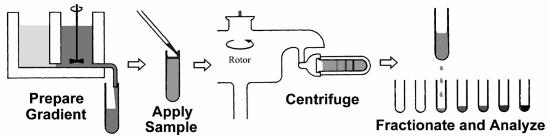 Preforming the gradients before centrifugation decreases the