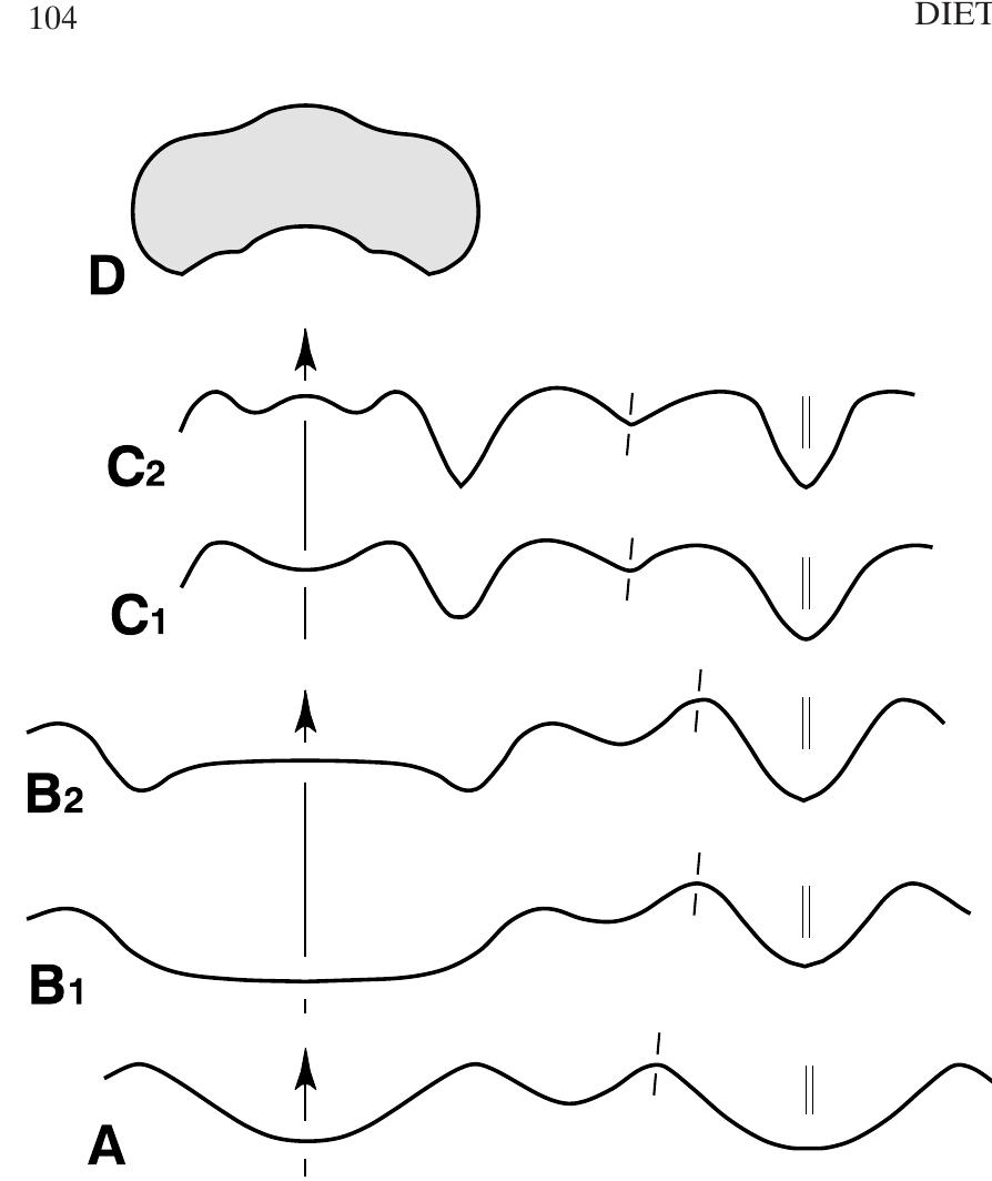 Suture lines and whorl cross section of representatives of