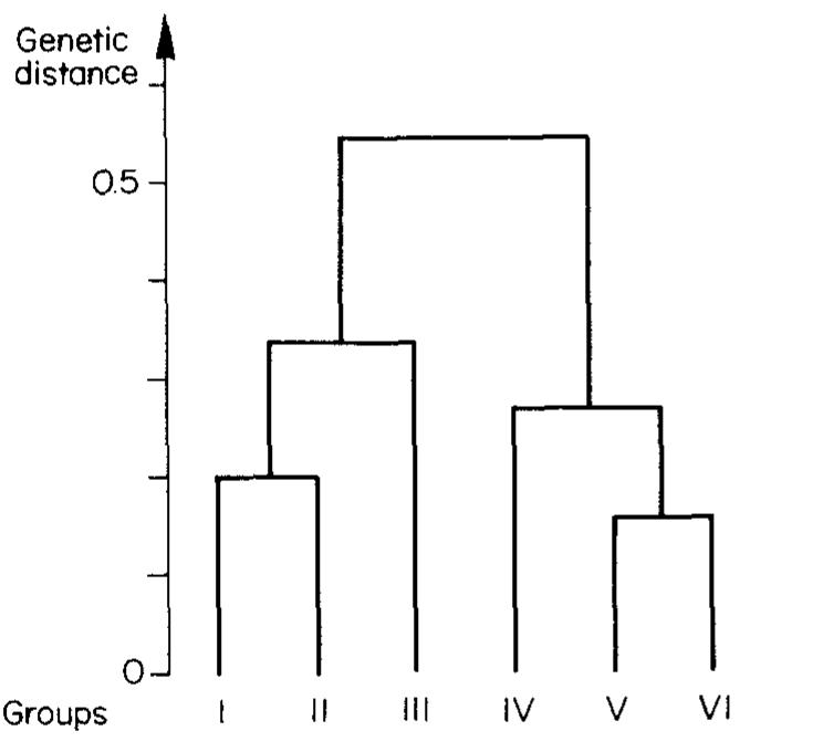 Dendrogram constructed from the genetic distances (nei 1975)