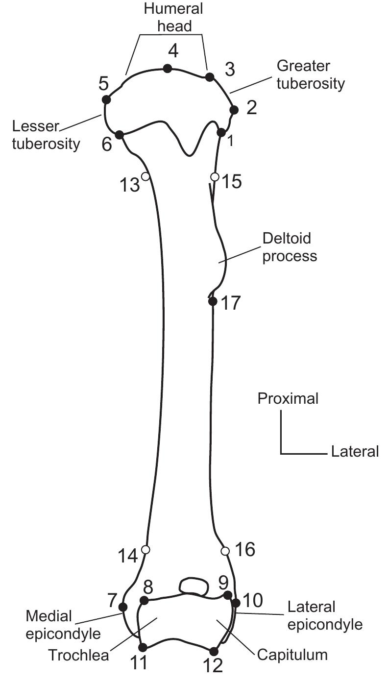 Schematic representation of humerus in anterior view showing