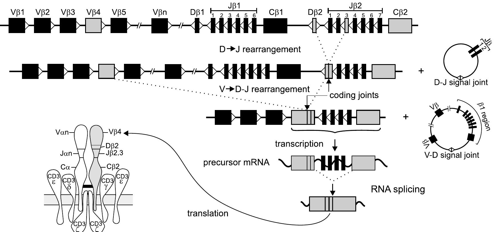 Schematic diagram of sequential rearrangement steps,