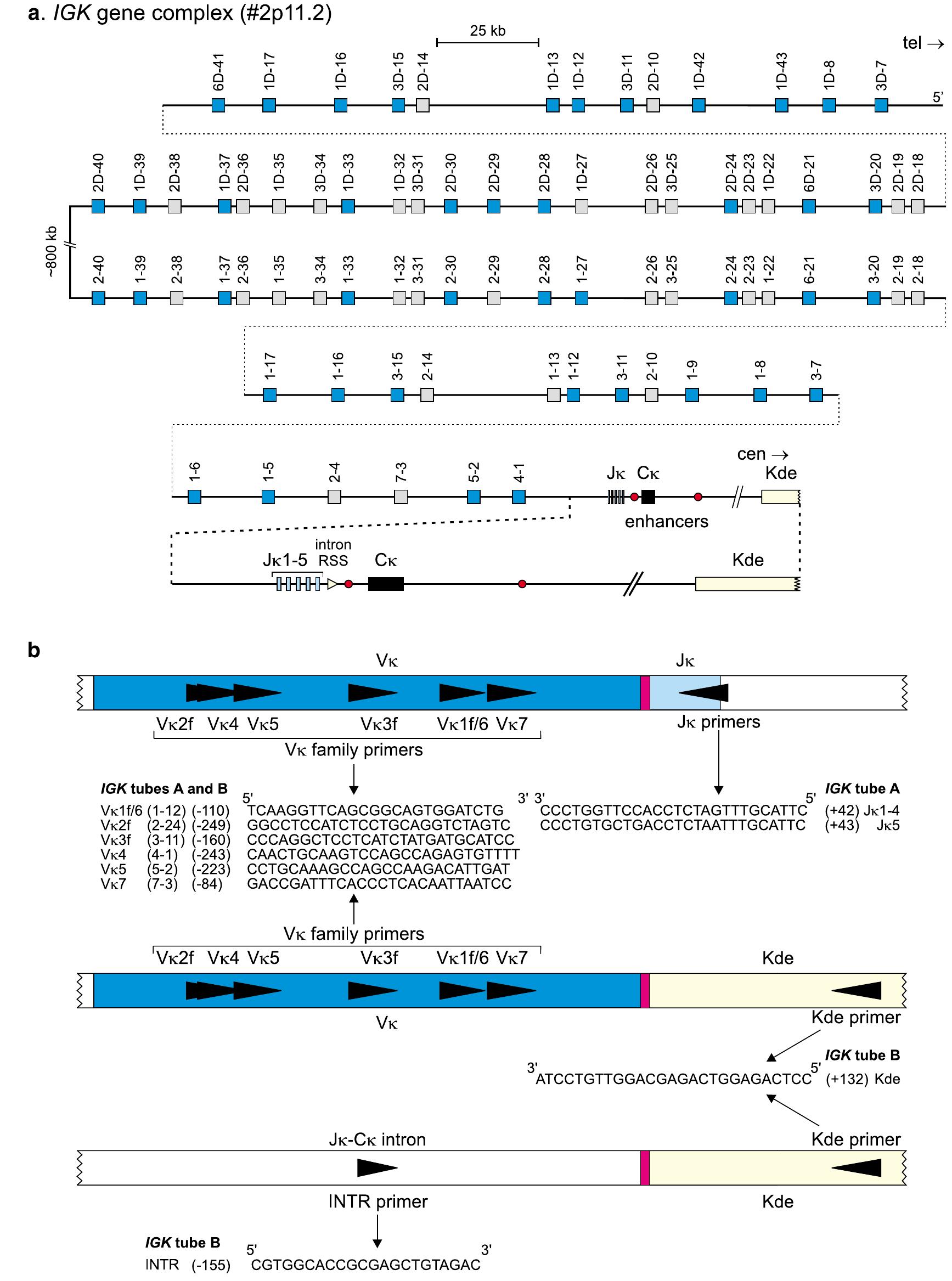 Pcr analysis of [gk gene rearrangements. (a) schematic