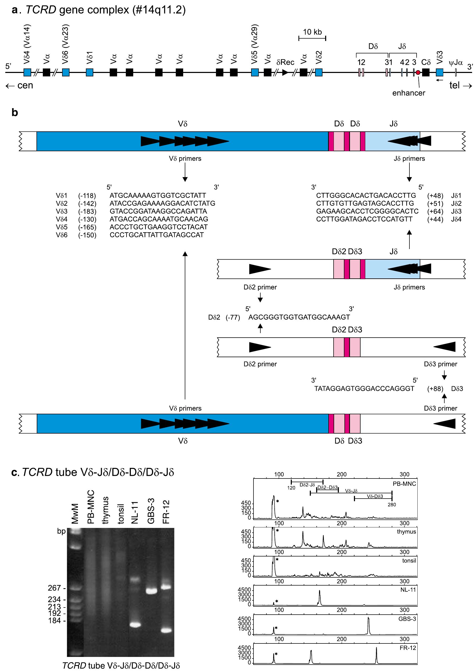 Pcr analysis of tcrd gene rearrangements. (a) schematic