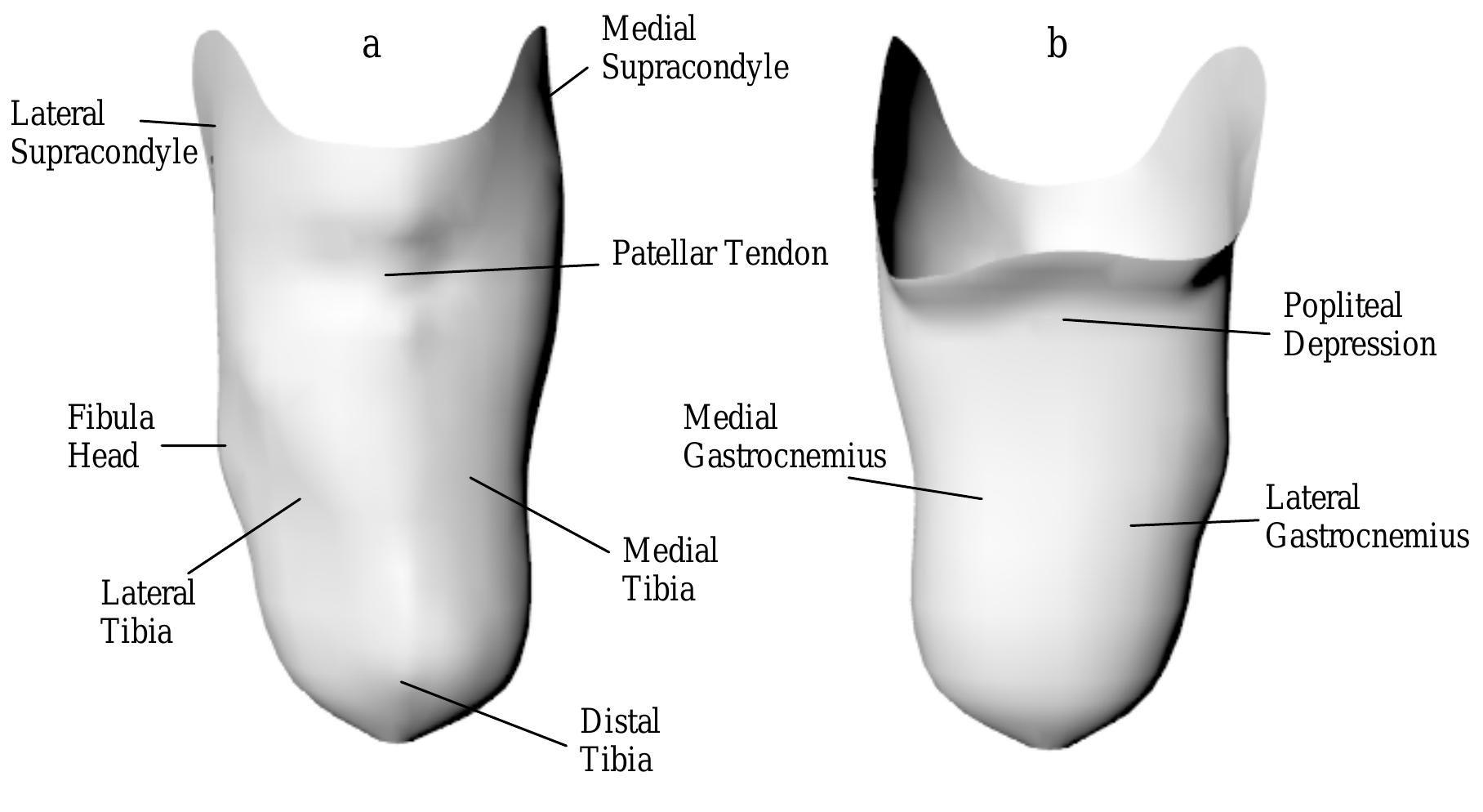 »3.4: (a) anterior and (b) posterior views of the inner