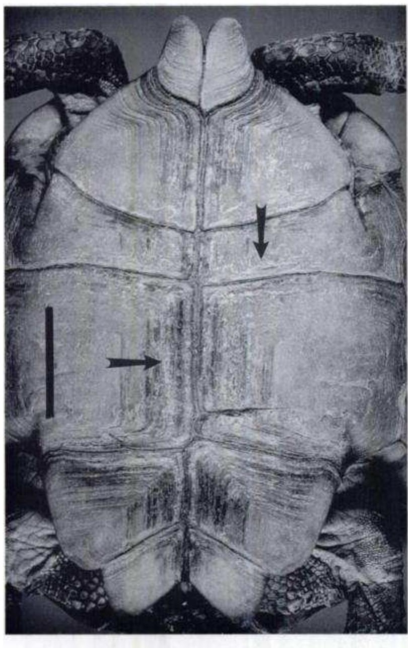 I. cutaneous dyskeratosis of plastron from a desert tortoise