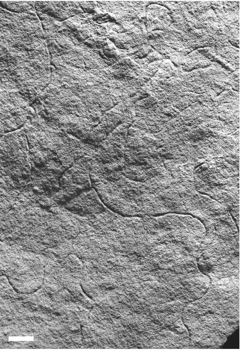Fic. 1. simple trace fossils on the upper surface of a
