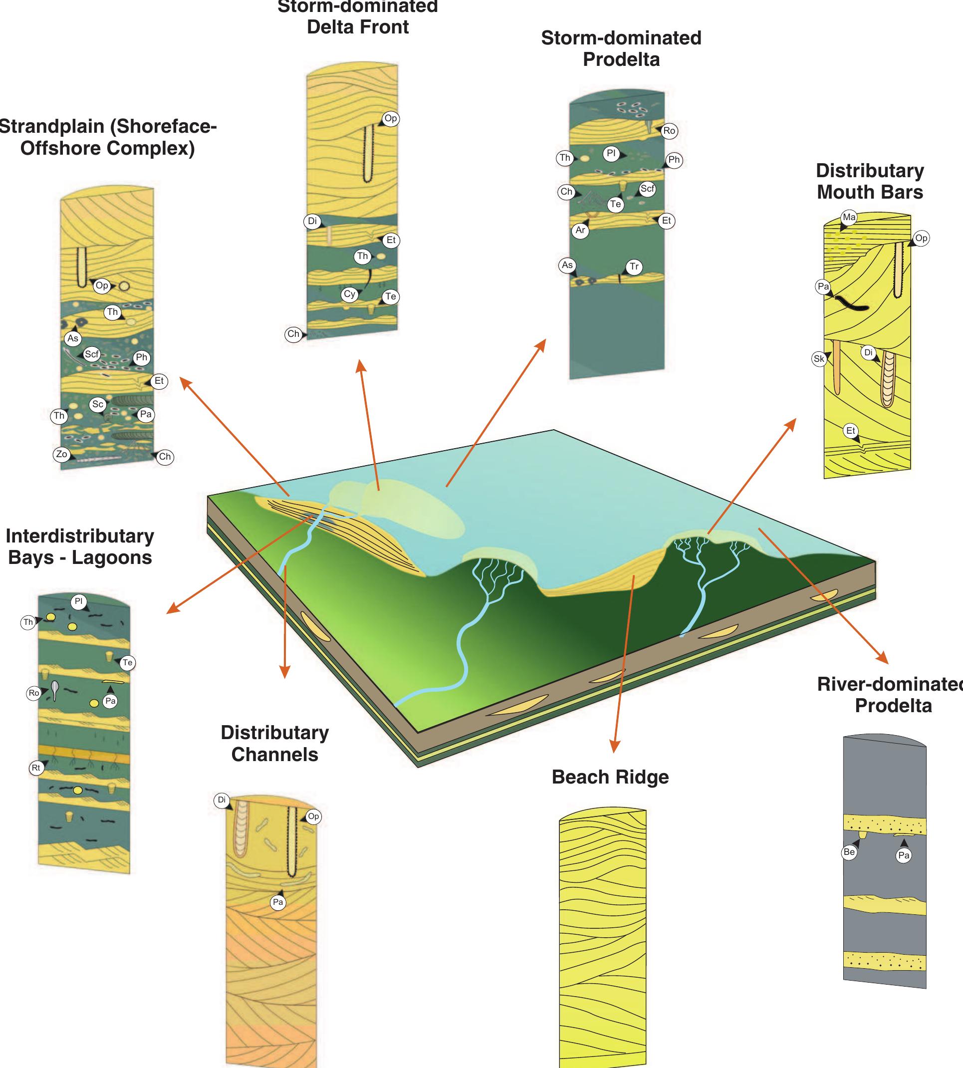 Integrated sedimentological and ichnological model of the