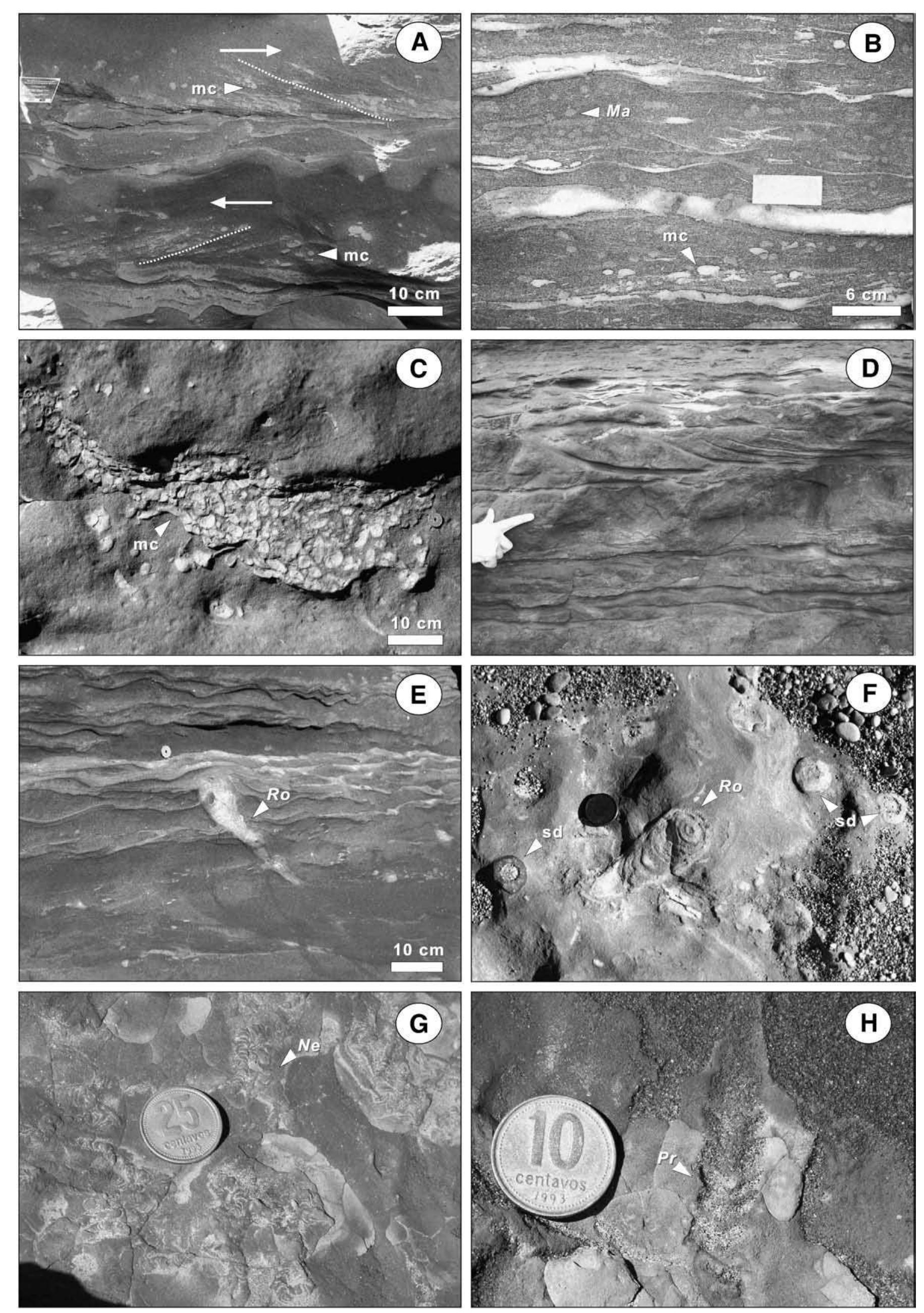 Figure 6 - from Ichnology and sedimentology of a