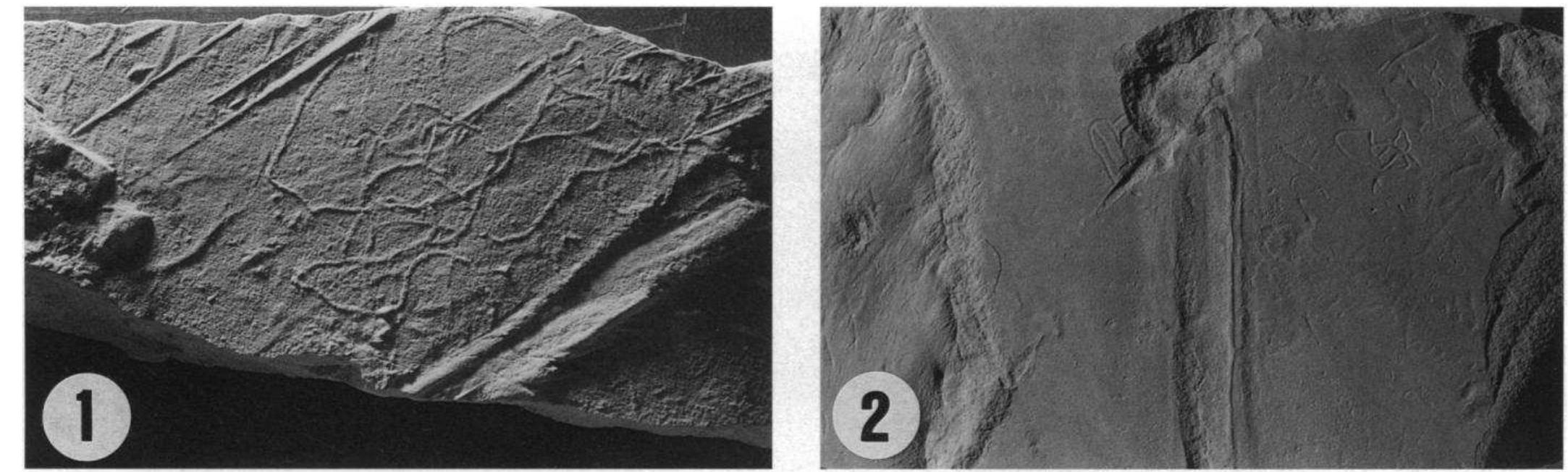 —trace fossils affected by scouring of tool marks. j, gordia