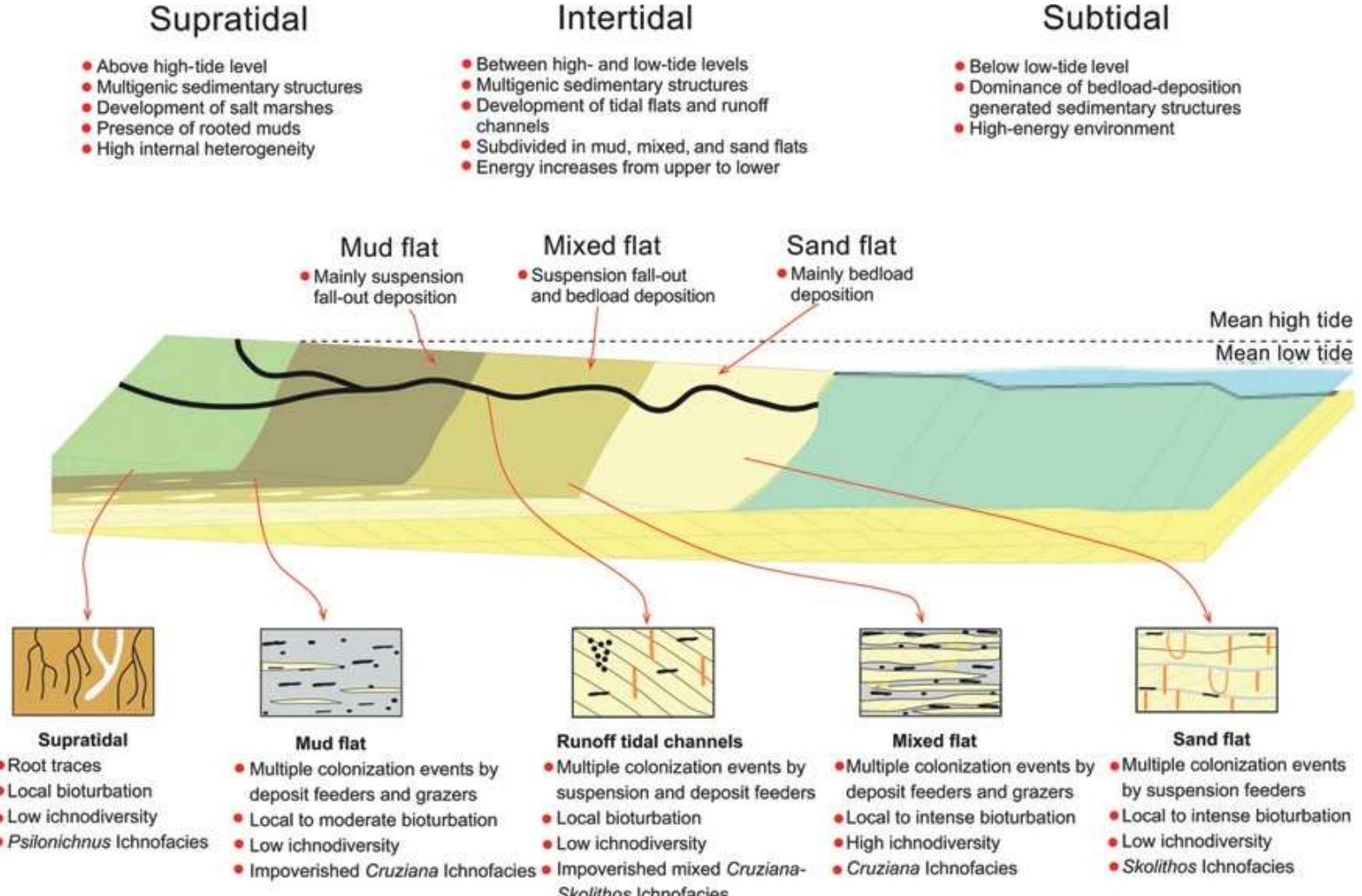 Integrated sedimentological and ichnological model for