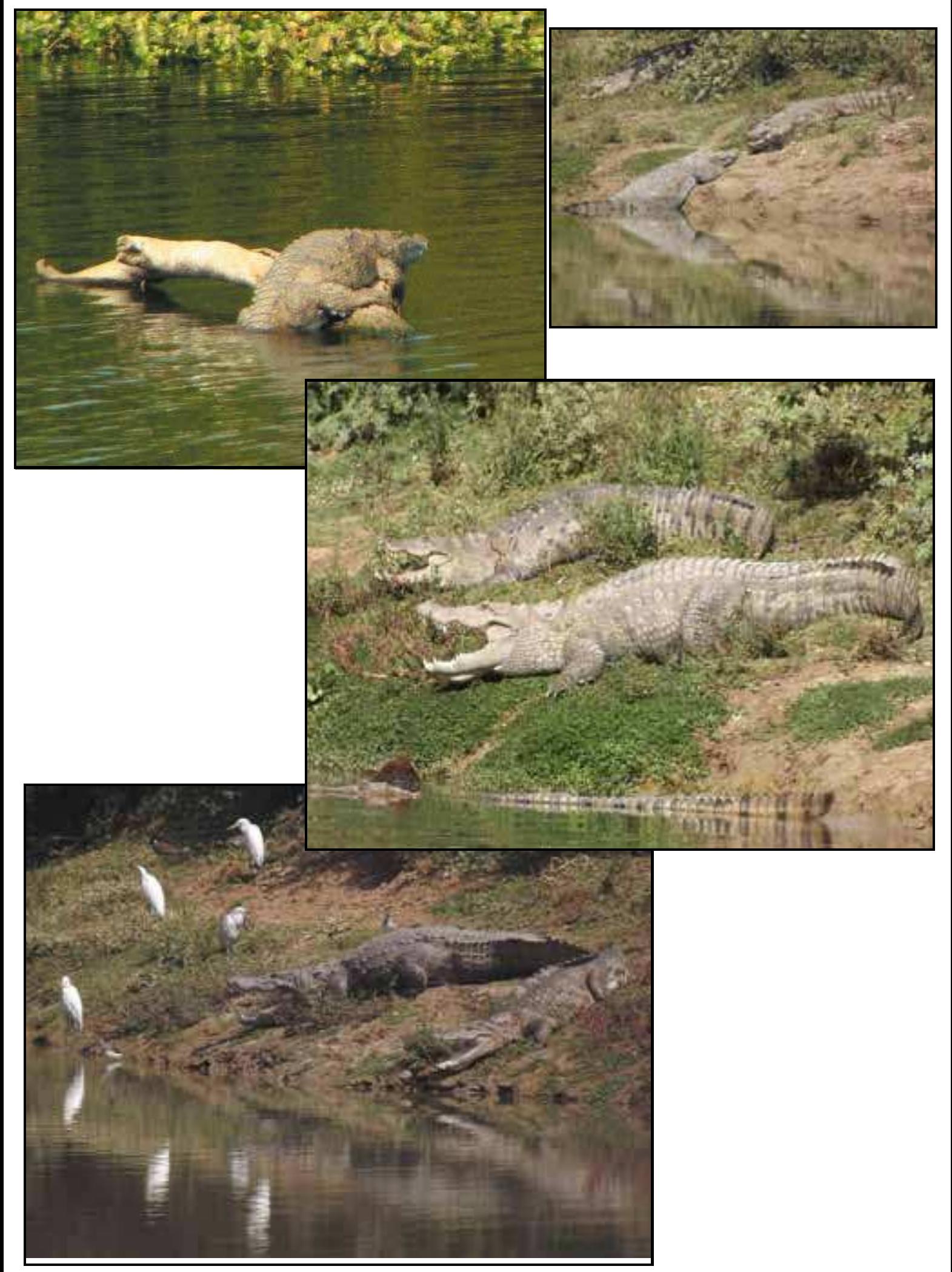 A) to d) mugger (crocodylus palustris) at dhadar river with