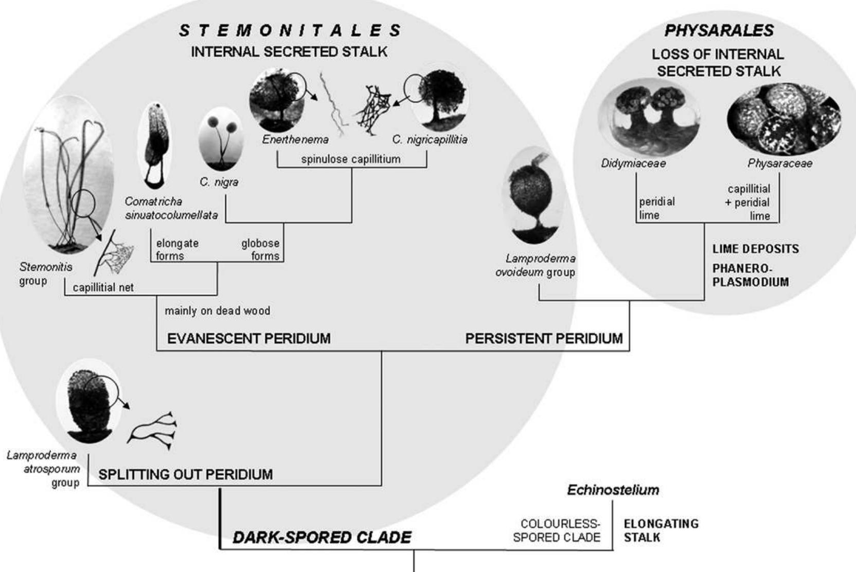 Schematic illustration of main morphological trends in