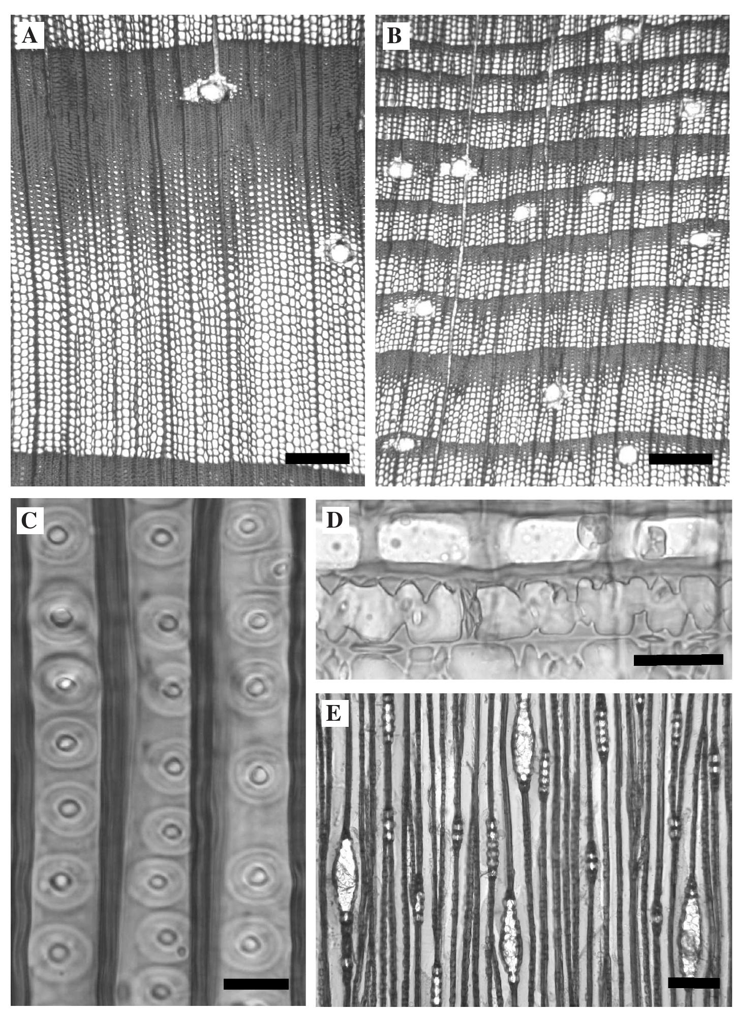 a: transverse section of the wood of typical pinus