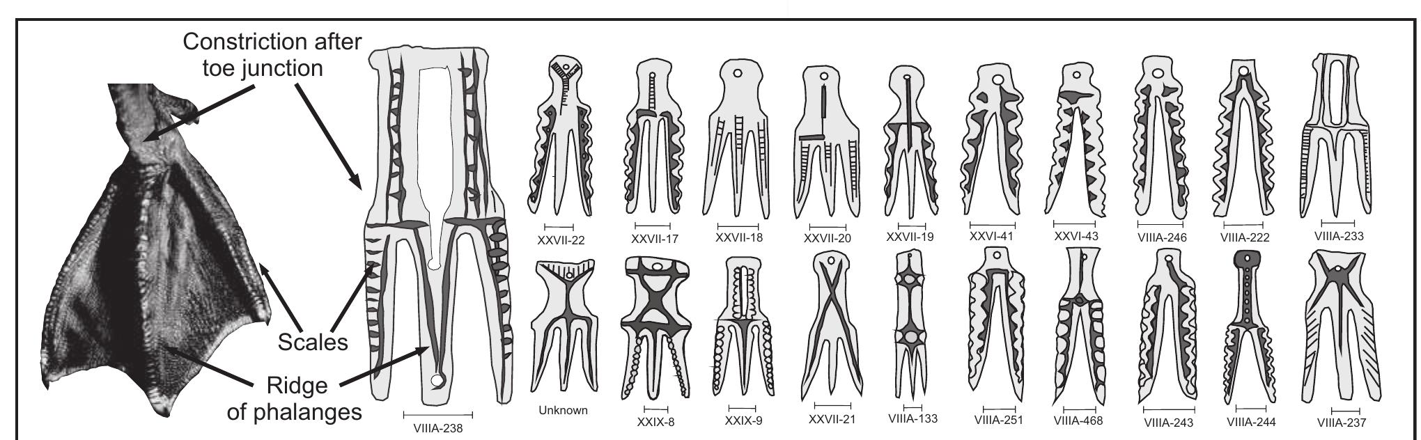 (PDF) Birds, Burials and Sacred Cosmology of the Indigenous Beothuk of ...