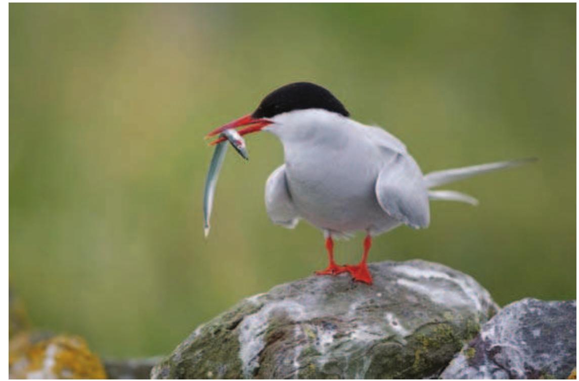 (PDF) Birds, Burials and Sacred Cosmology of the Indigenous Beothuk of ...