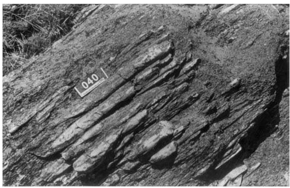 12 stretched conglomerate pebbles in sw uganda; trend and