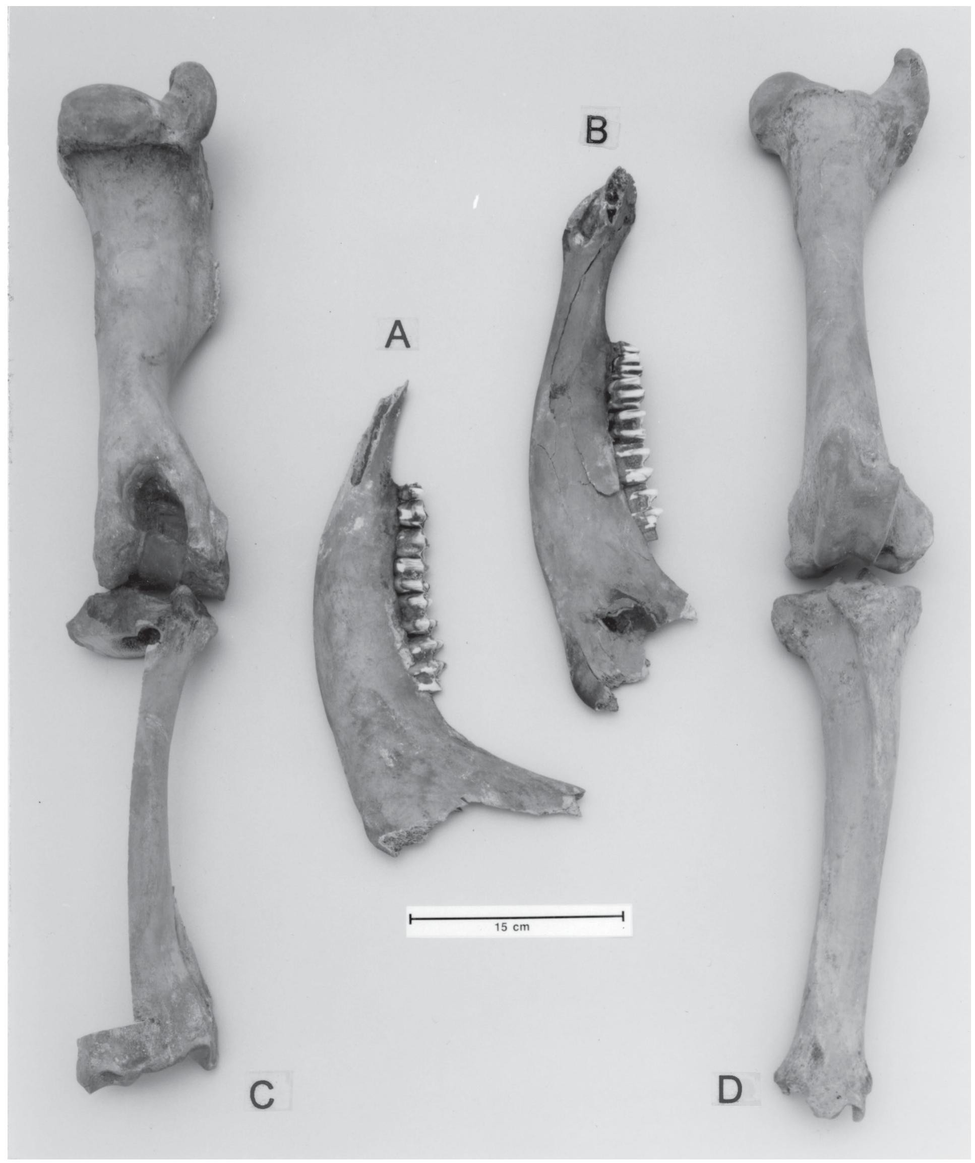 Images of the jaws and parts of a forelimb and a hind limb
