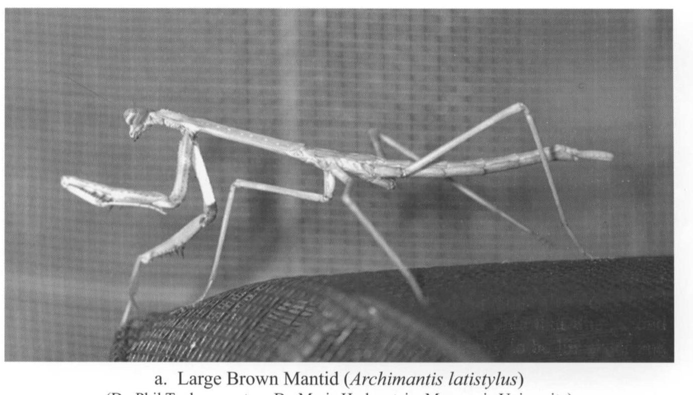 Figure 3 - The praying mantis in ancient Egypt