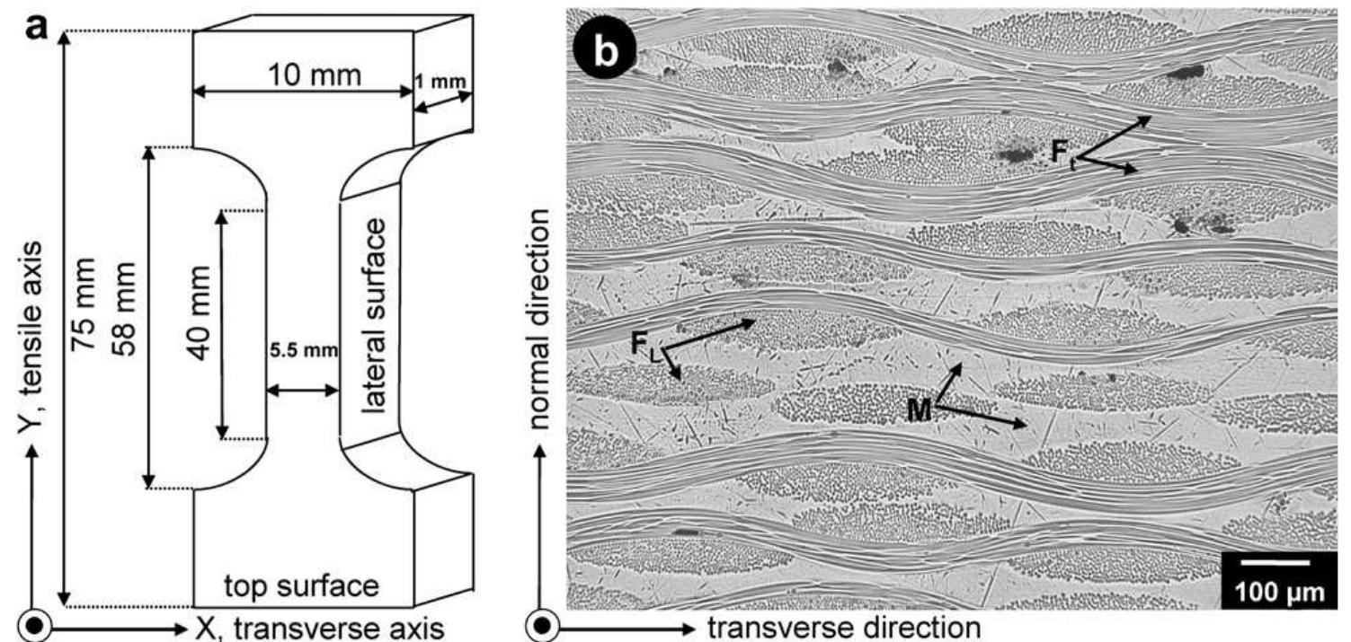 (a) schematics of the test specimens geometry with the