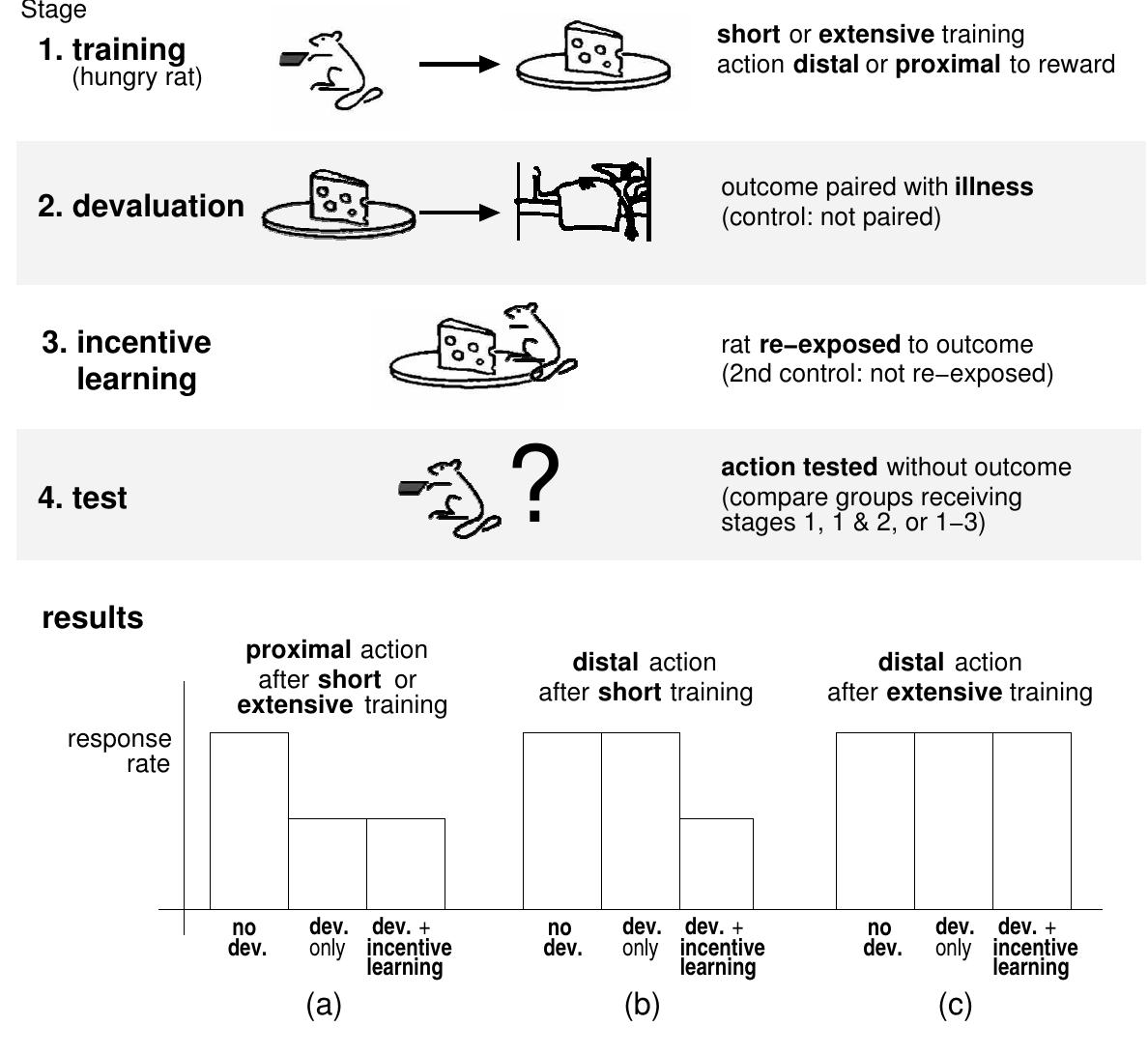 The stages in a typical devaluation experiment, together