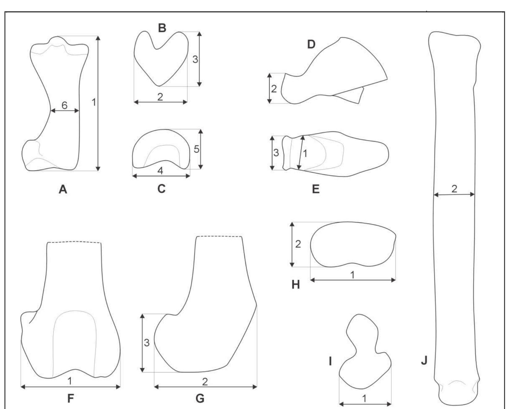 Measurements: a-c — phalanx 2 (a — dorsal view, b — proximal