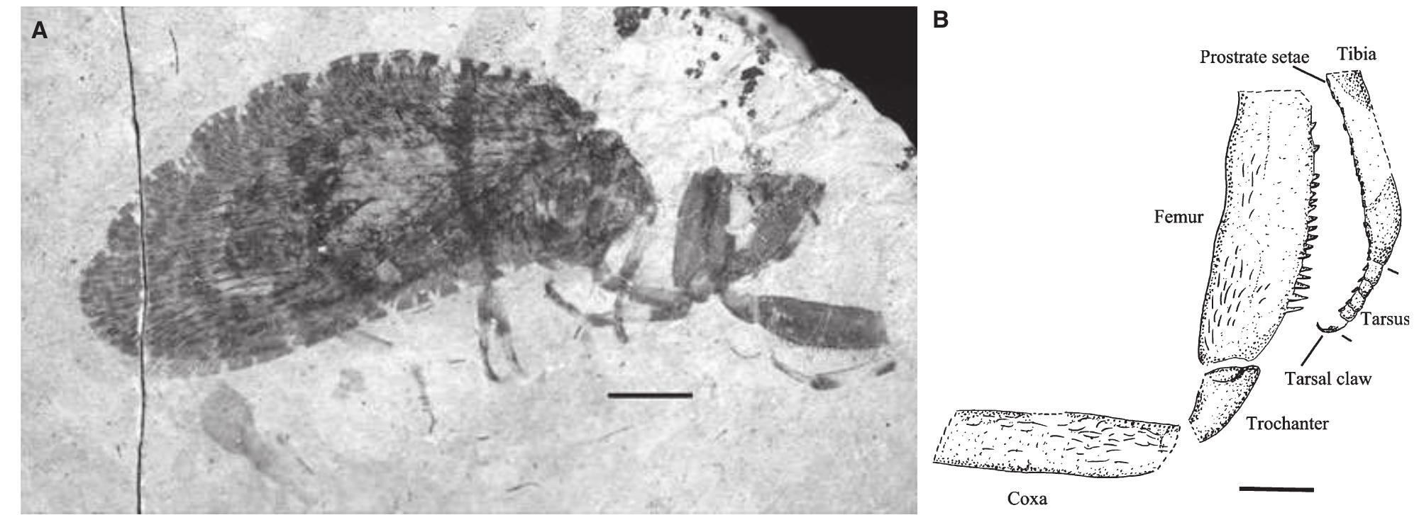 Archaeodrepanicus nuddsi gen. et sp. nov. paratype