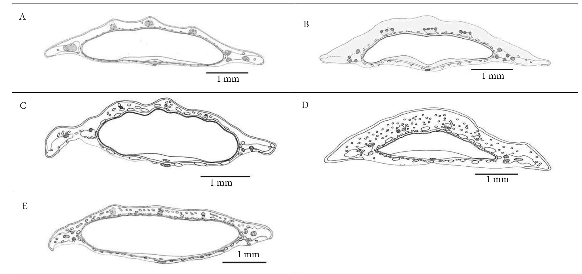 The schematic drawings of ferulago species’ mericarps (group
