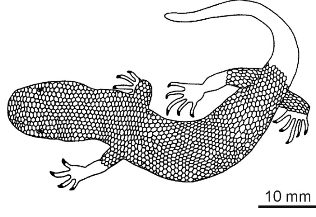 Text-fig. 7.4. reconstruction of celtedens ibericus from the