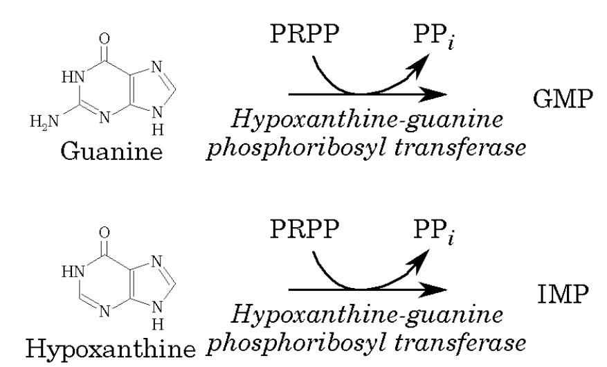 Free purines are attached to the ribose ring (using prpp as