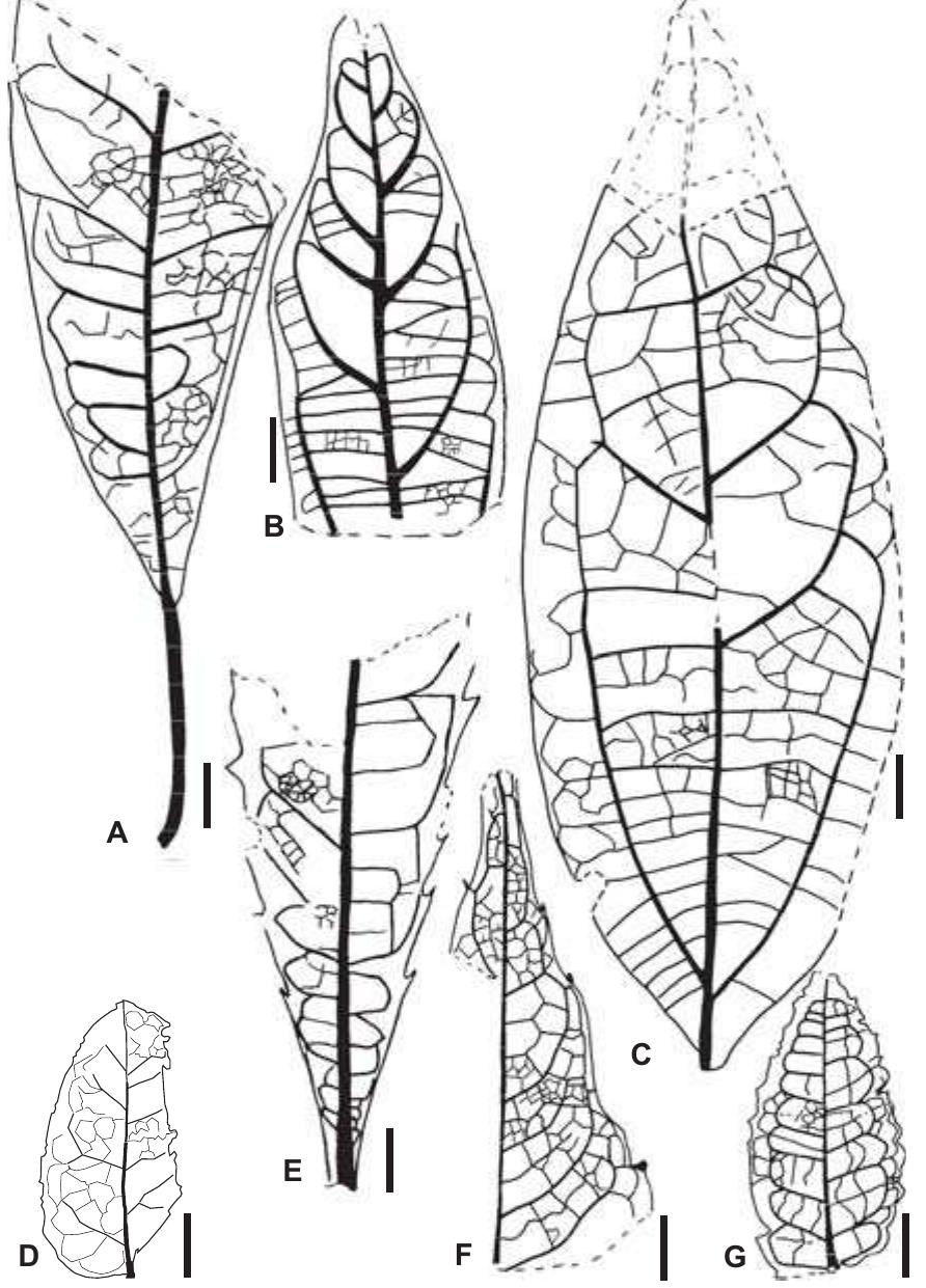 Line drawings comparing size, shape and venation patterns of