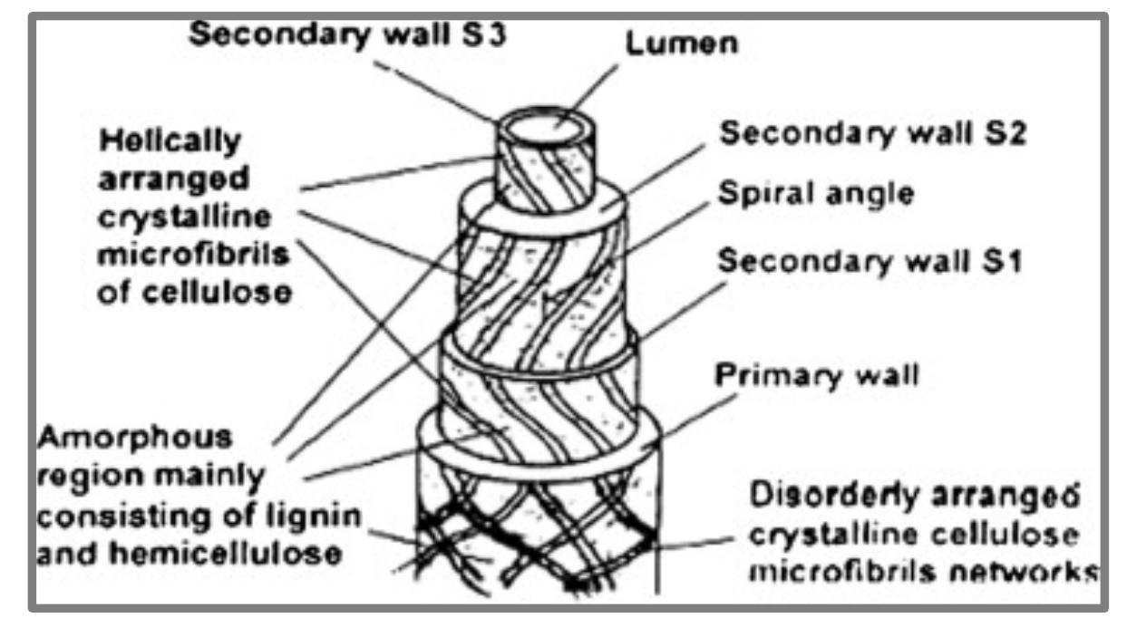 Since the main function of the stem is to stabilize the