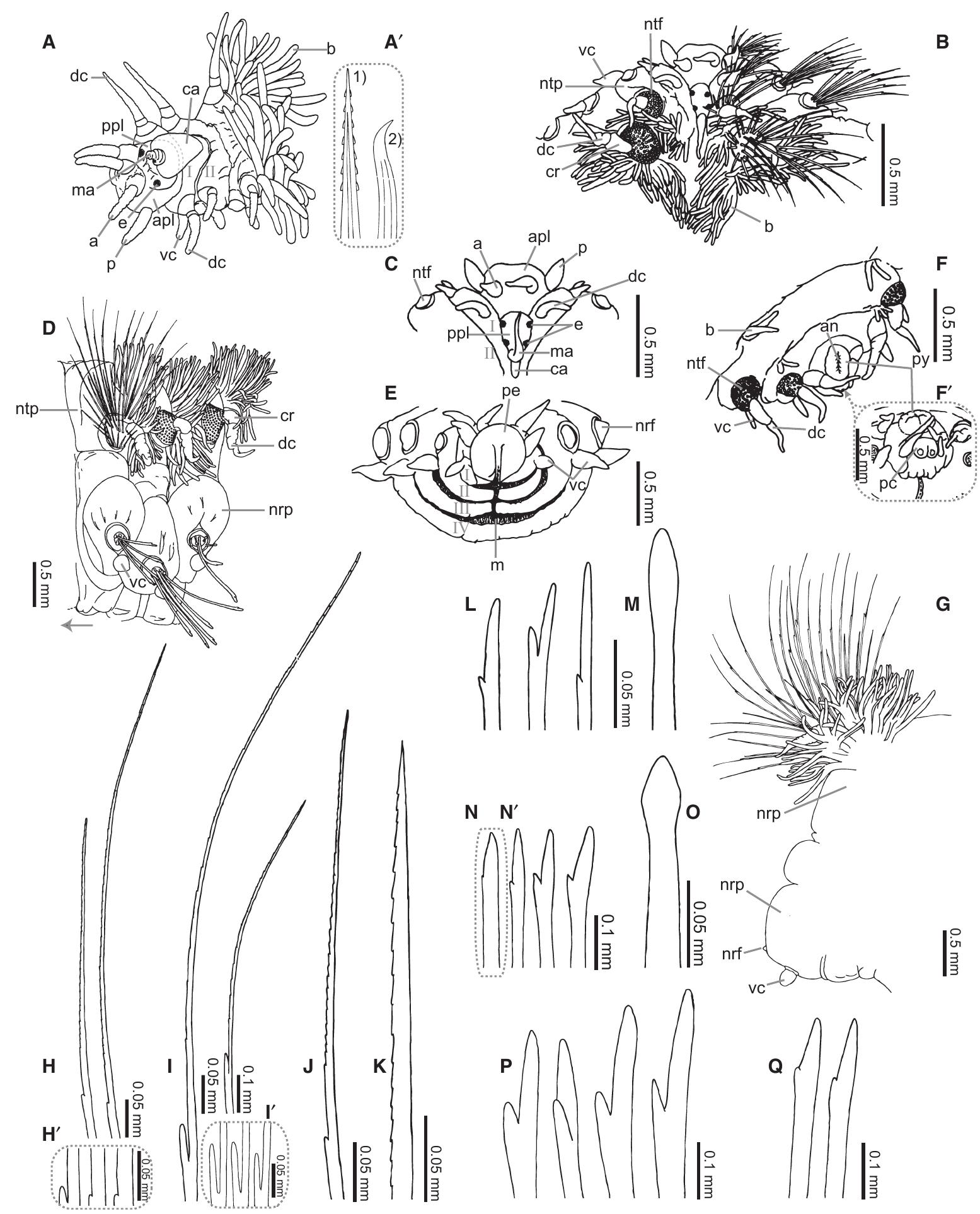 Amphinome rostrata. —a. prostomium and anterior segments,