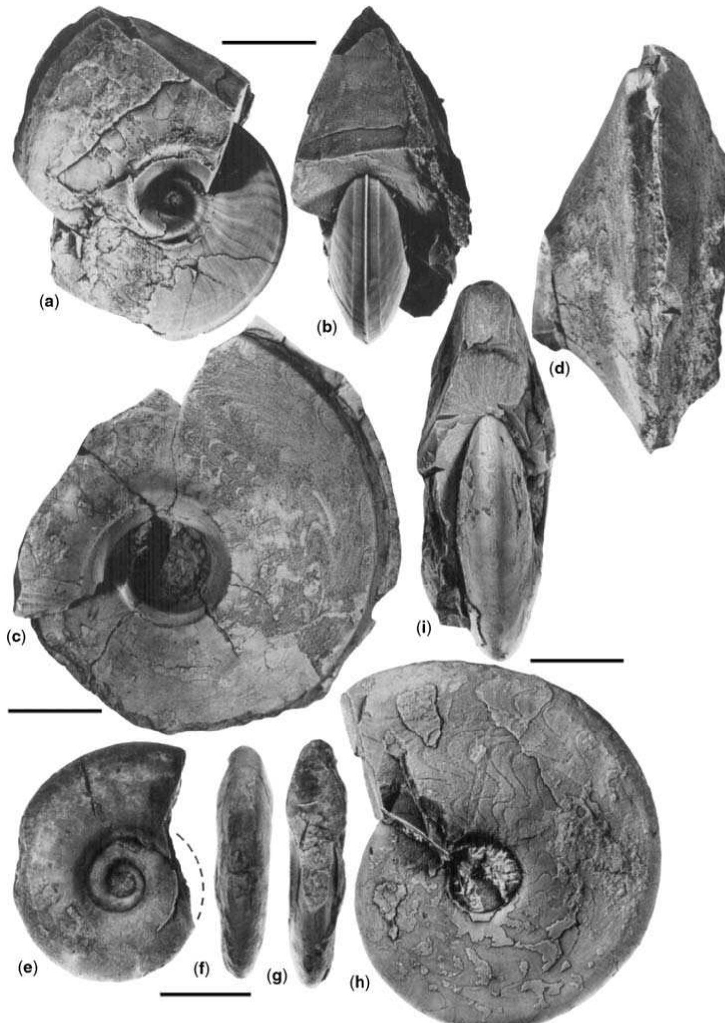 Figure 8 - Triassic ammonoid biostratigraphy: an overview