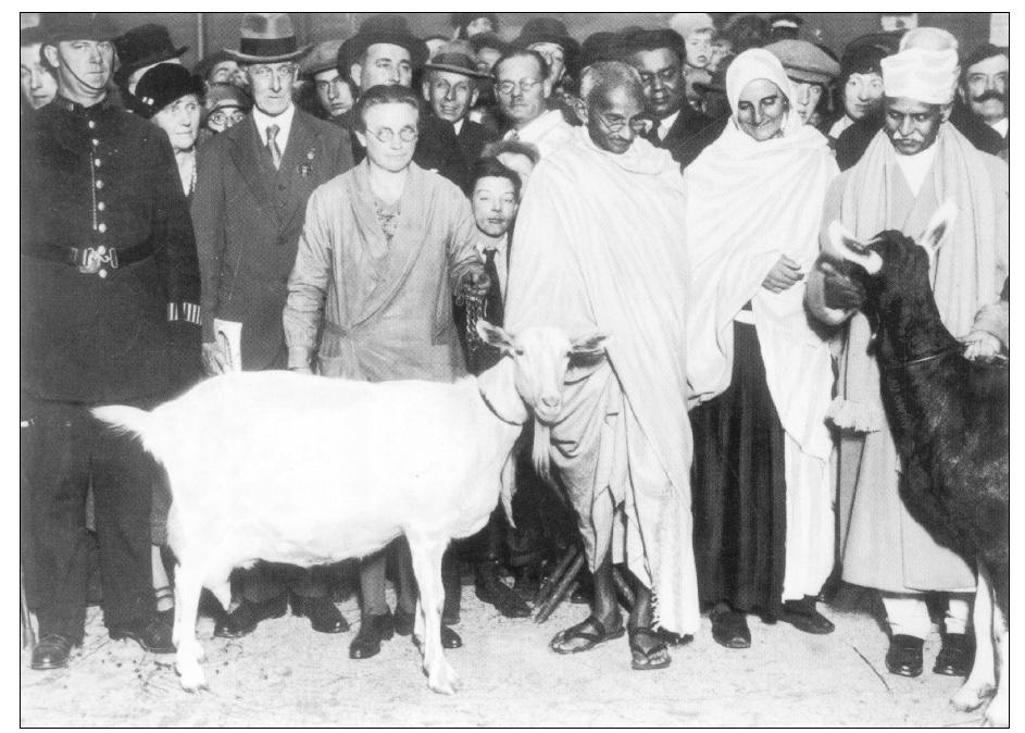 Winning goat was named mahatma gandhi (see fig. 7).