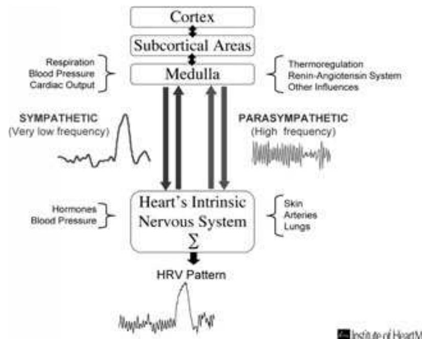 Institute of heartmath diagram show- ing communication links