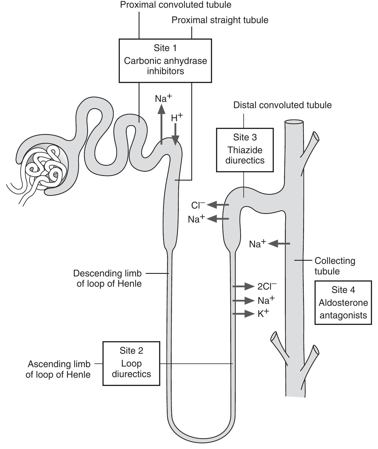 -1. sites of action of the nephron and diuretic agents.