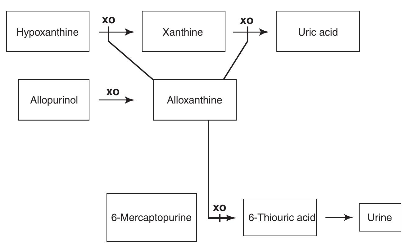 -1. uric acid pathway. xo = xanthine oxidase, which is