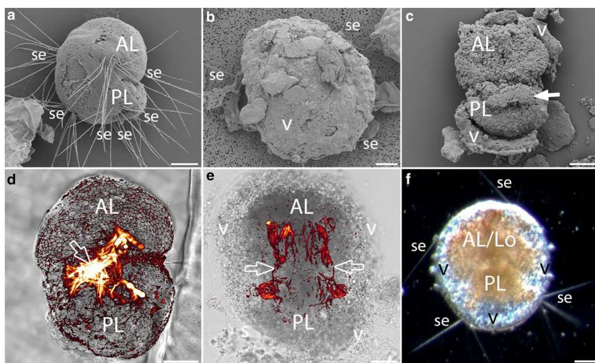 In the micrographs. d ventrolateral view of a folded larva