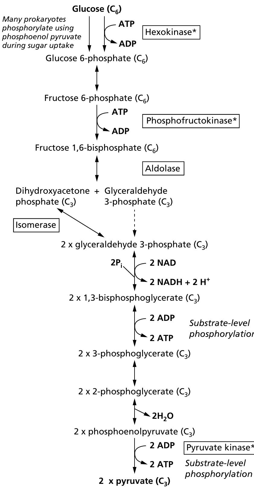 1 embden—meyerhof-parnas pathway (*irreversible steps).