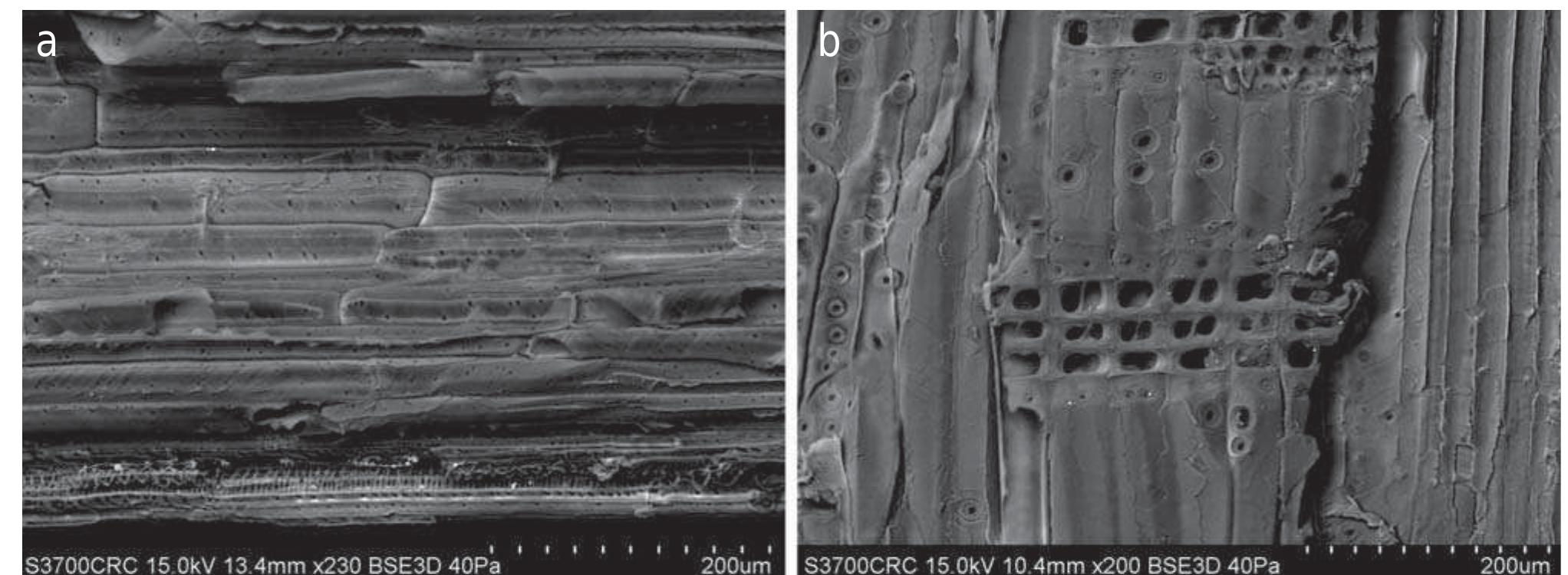 Vp-sem images of plant remains: (a) split but otherwise