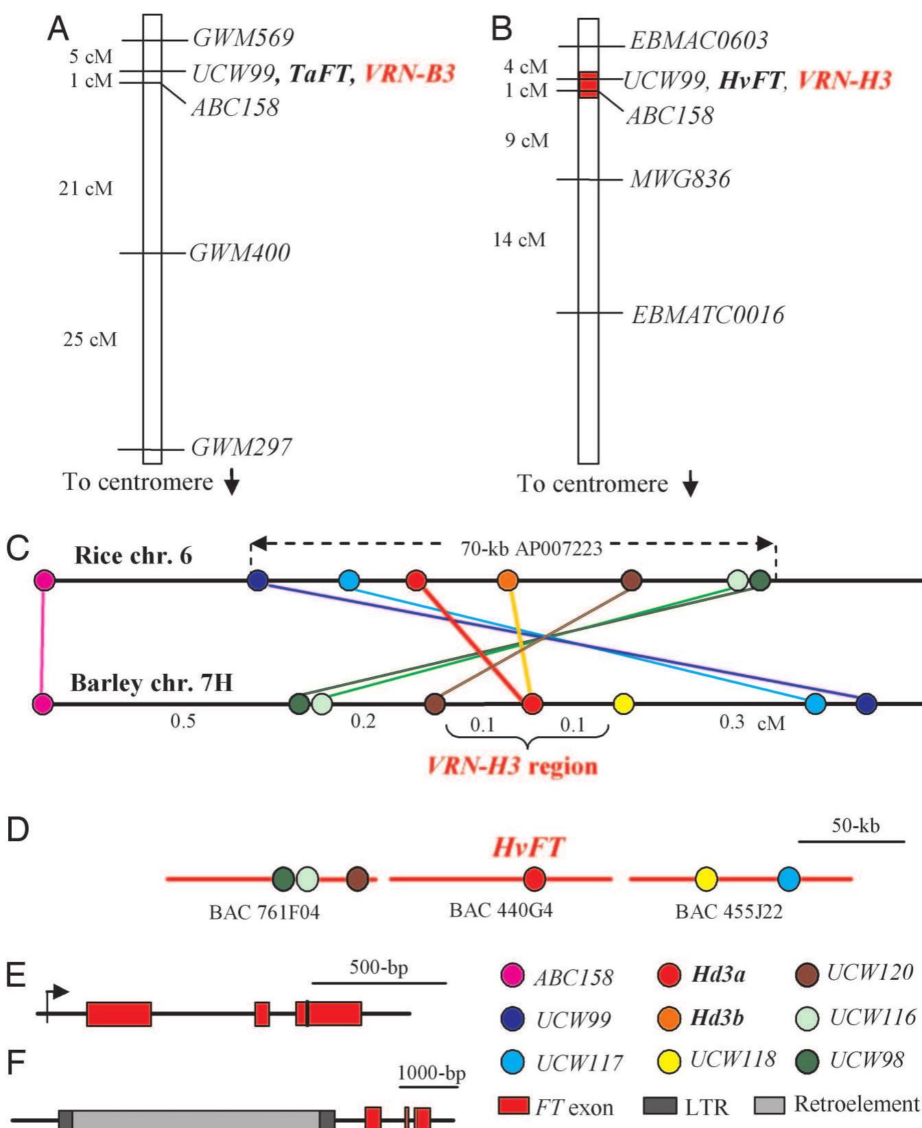 Vrn3 maps and gene structure. (a) genetic map of wheat