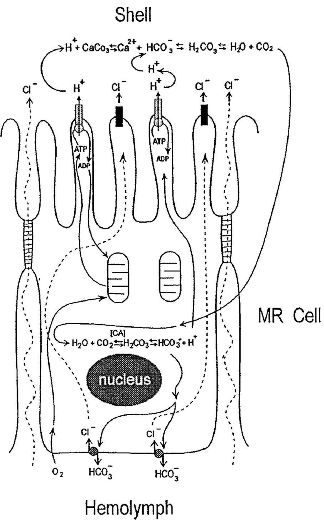 Revised model of the mechanism of proton transport in the