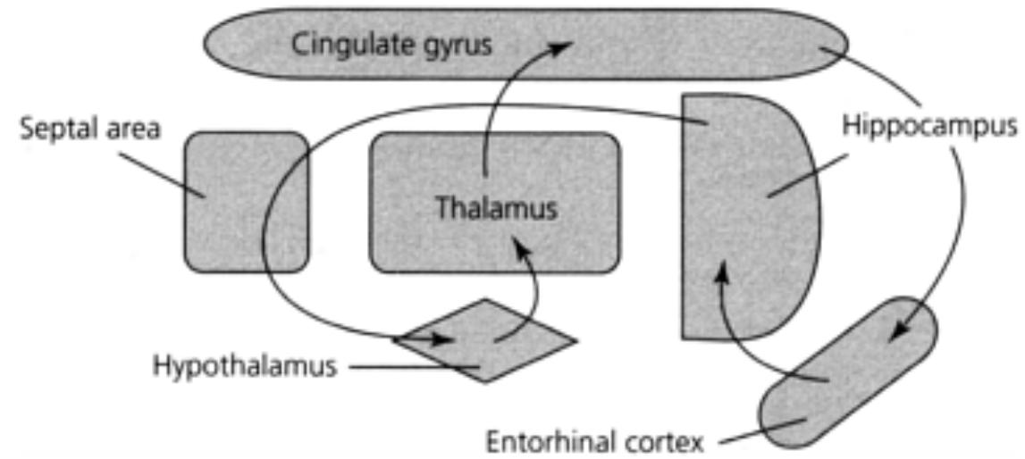2 The Papez Circuit And The Major Structures Of The Limbic